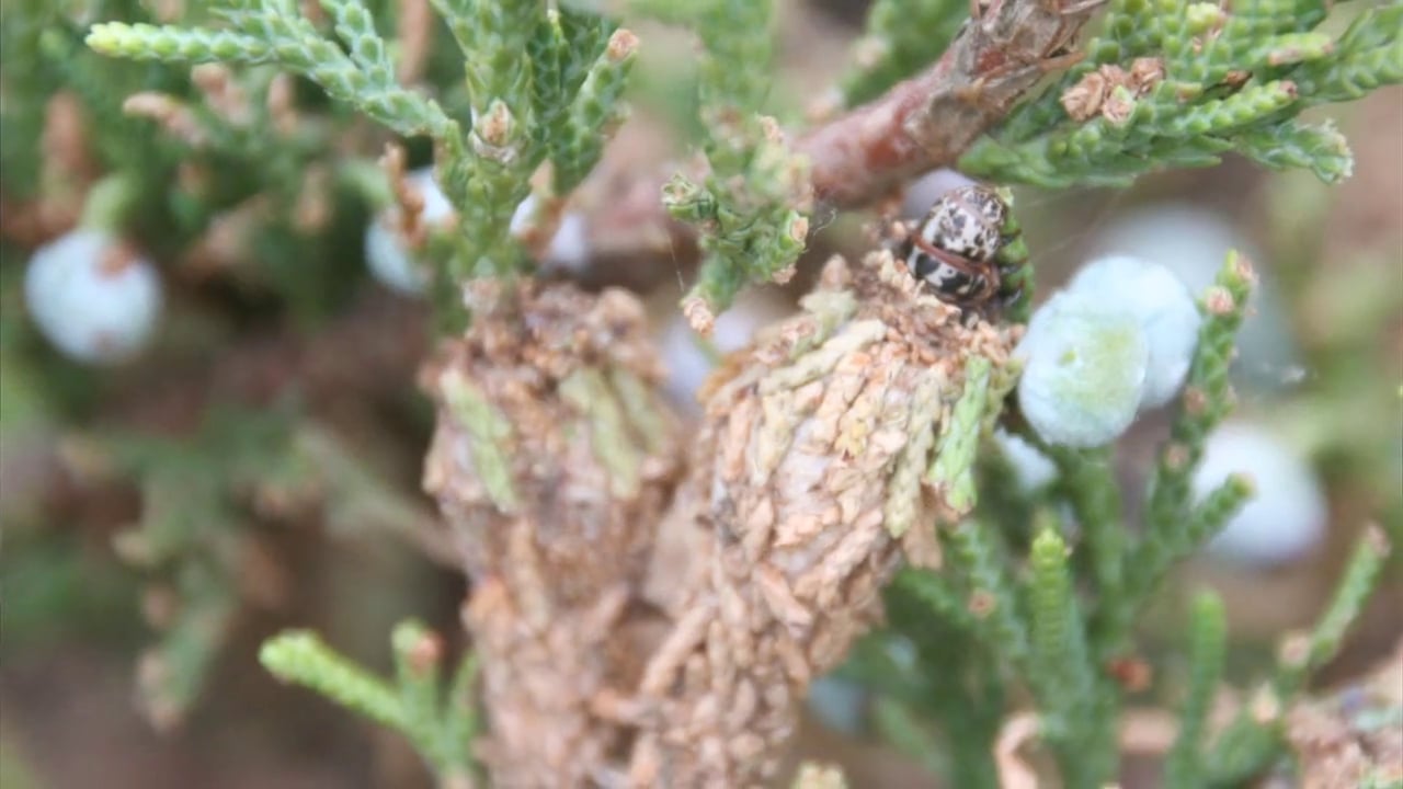 Bagworms & Grubworms are Here! – Tobin Home & Garden Show