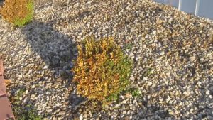 Lawn and Landscape Tips - Toby Tobin's Backyard