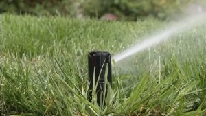 Lawn and Landscape Tips - Toby Tobin's Backyard