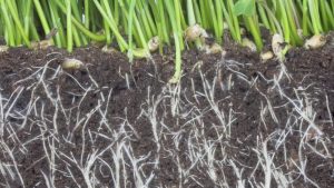 Lawn and Landscape Tips - Toby Tobin's Backyard